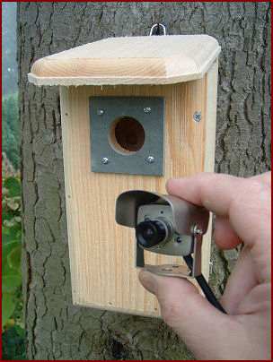 Wild Bird Cameras, Wildlife Cameras, Birdhouse Cameras, Bird Feeder ...