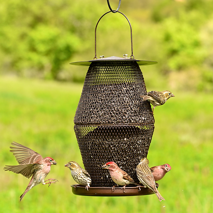 No No Bird Feeder