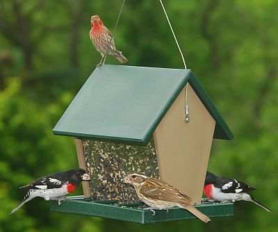 Heartwood High Cotton Bird House Lime Green, Quality Decorative ...